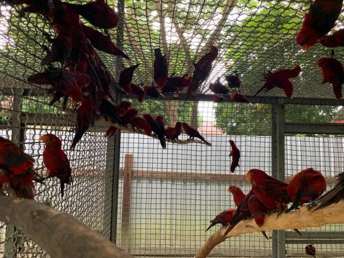 BKSDA Maluku amankan 12 burung nuri maluku di Pasar Lama Ambon